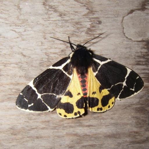 Yellow Tiger Moth (Arctia Flavia) Insect Identification Guide, Habitat ...