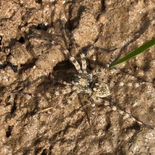 Northern Bear Spider (Arctosa Cinerea) Insect Identification Guide ...