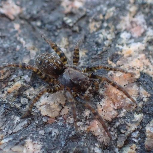 Leopard Bear-Spider (Arctosa Leopardus) Insect Identification Guide ...