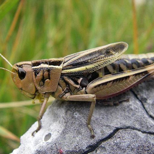 Large Banded Grasshopper (Arcyptera Fusca) Insect Identification Guide ...