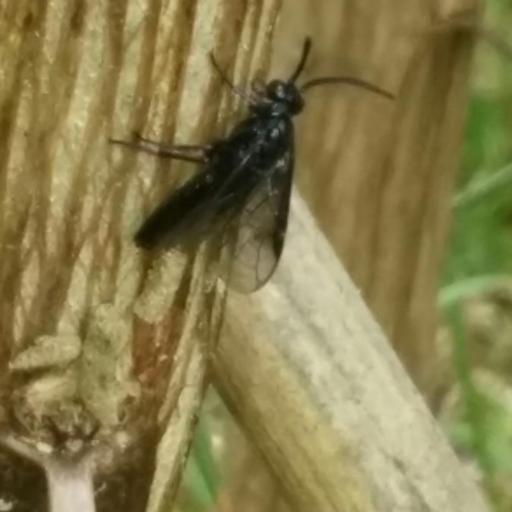 Berberis Sawfly (Arge Berberidis) Insect Identification Guide, Habitat ...