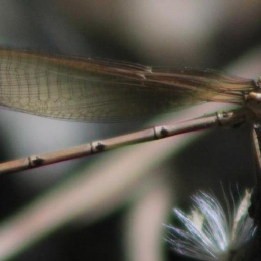 Whip Spiders (Ariamnes) Insect Identification Guide, Habitat & Facts