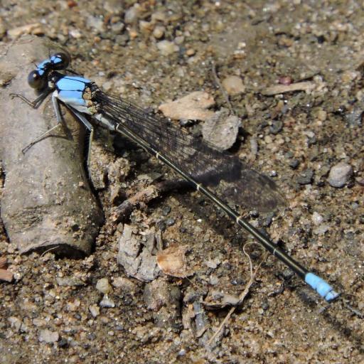 Blue-Fronted Dancer (Argia Apicalis) Insect Identification Guide ...