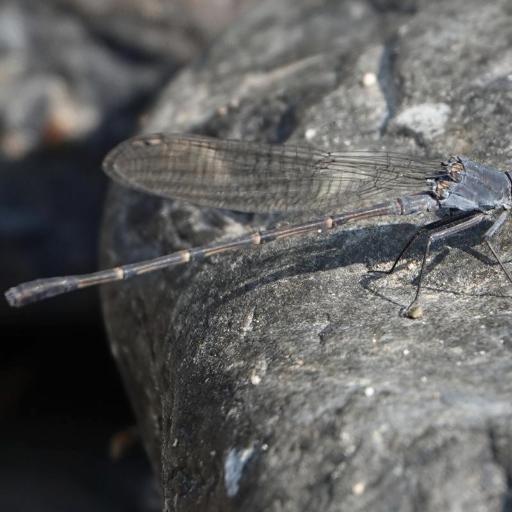 Sooty Dancer (Argia Lugens) Insect Identification Guide, Habitat & Facts