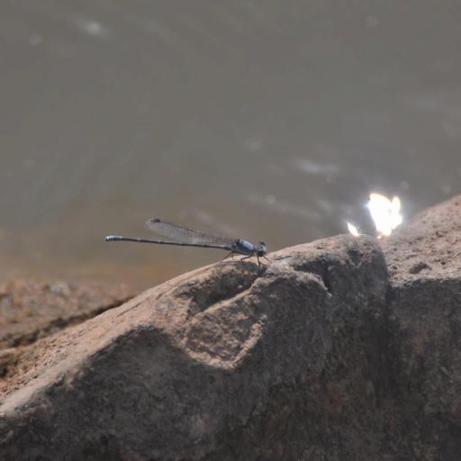 Powdered Dancer (Argia Moesta) Insect Identification Guide, Habitat & Facts