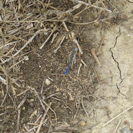 Aztec Dancer (Argia Nahuana) Insect Identification Guide, Habitat & Facts