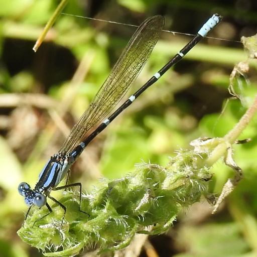 Blue-ringed Dancer (Argia Sedula) Insect Identification Guide, Habitat ...