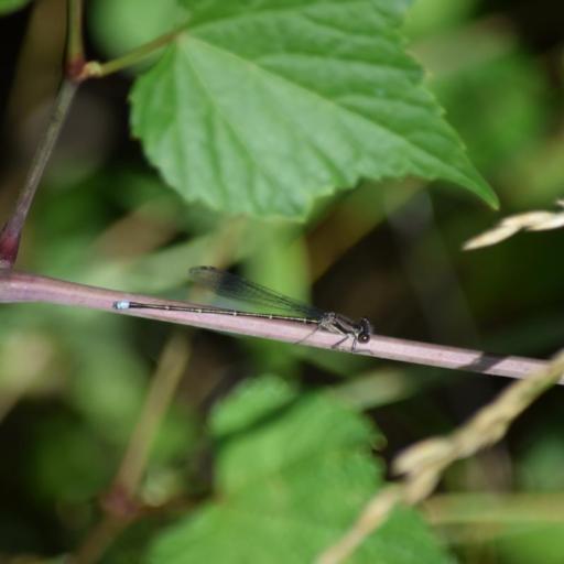 Blue-tipped Dancer (Argia Tibialis) Insect Identification Guide ...