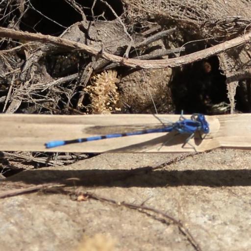 Vivid Dancer (Argia Vivida) Insect Identification Guide, Habitat & Facts