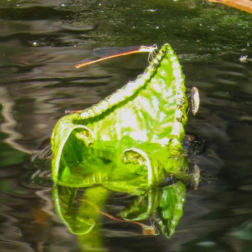 Red-Tipped Shadefly (Argiocnemis Rubescens) Insect Identification Guide ...