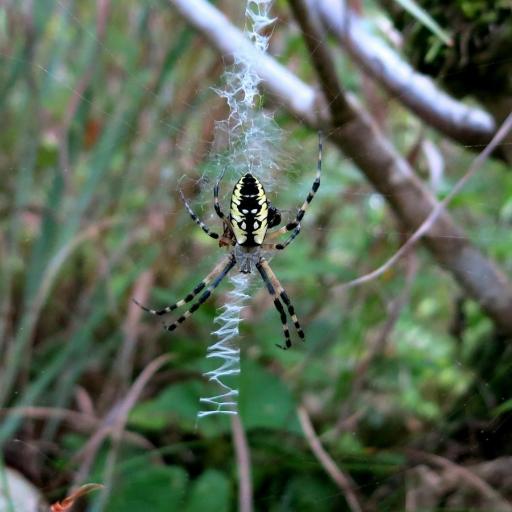 Yellow Garden Spider (Argiope Aurantia) Insect Identification Guide ...