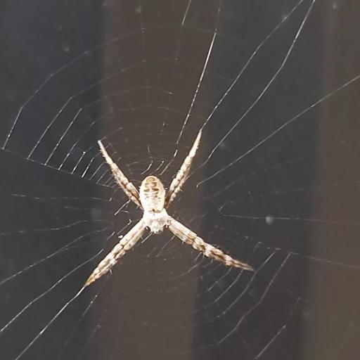 Saint Andrew's Cross Spider (Argiope Keyserlingi) Insect Identification ...