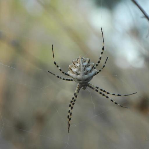 Lobed Argiope (Argiope Lobata) Insect Identification Guide, Habitat & Facts