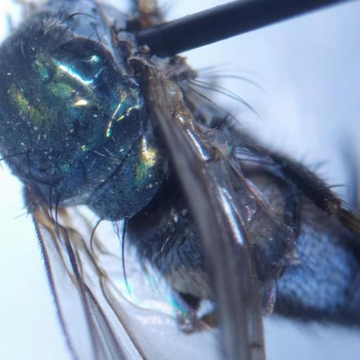 Argyra Insect Identification Guide, Habitat & Facts