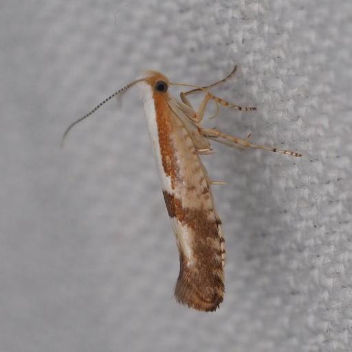Cherry Fruit Moth (Argyresthia Pruniella) Insect Identification Guide ...