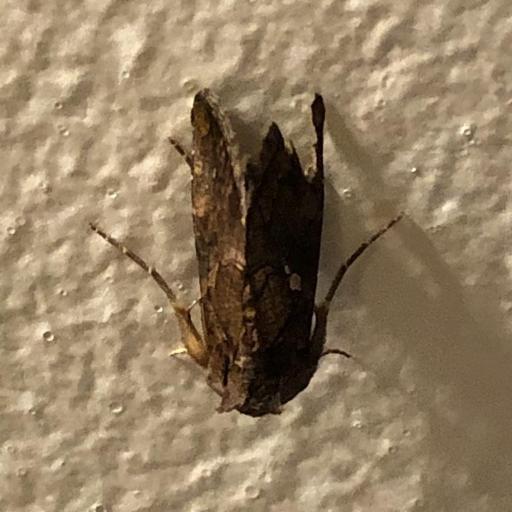 Golden Looper Moth (Argyrogramma Verruca) Insect Identification Guide ...