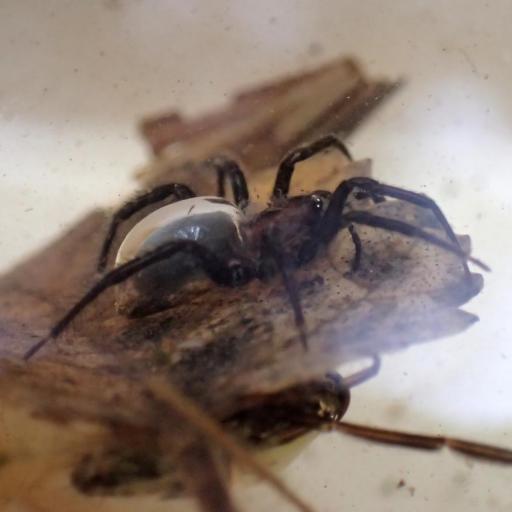 European Water Spider (Argyroneta Aquatica) Insect Identification Guide ...