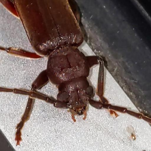 Rust Pine Borer (Arhopalus Rusticus) Insect Identification Guide ...