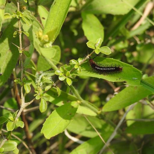 Angled Castor (Ariadne Ariadne) Insect Identification Guide, Habitat ...