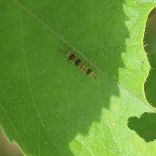 Common Castor Butterfly (Ariadne Merione) Insect Identification Guide ...