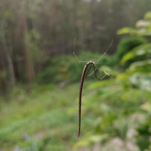 Whip Spiders (Ariamnes) Insect Identification Guide, Habitat & Facts