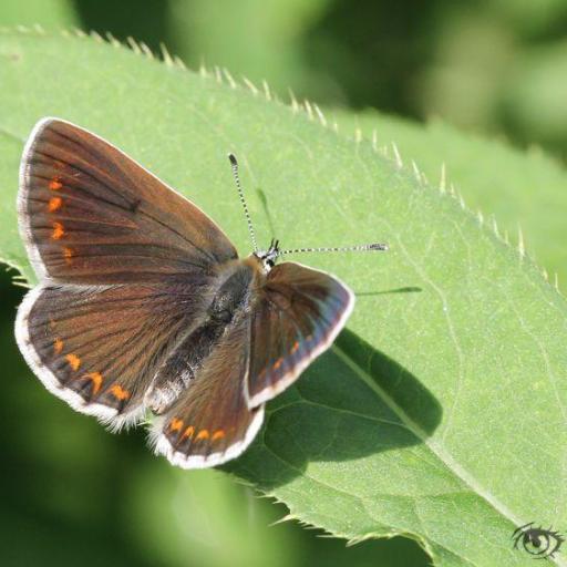 Northern Brown Argus (Aricia Artaxerxes) Insect Identification Guide ...