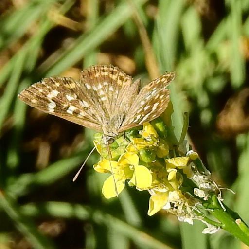 Aricoris Insect Identification Guide, Habitat & Facts