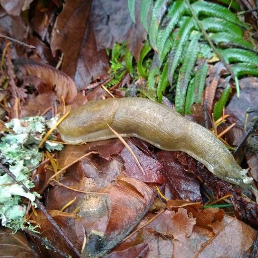 Pennsylvania Dingy Ground Beetle (Harpalus Pensylvanicus) Insect ...