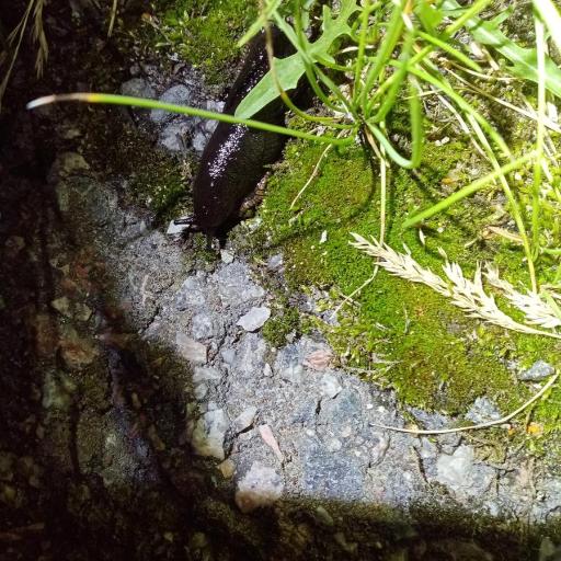 Black Slug (Arion Ater) Insect Identification Guide, Habitat & Facts