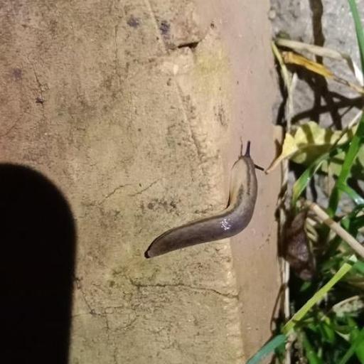 Orange-Banded Arion (Arion Fasciatus) Insect Identification Guide ...