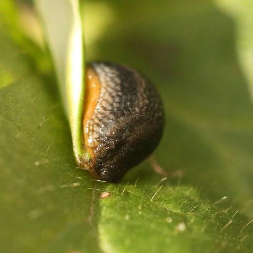 Garden Arion (Arion Hortensis) Insect Identification Guide, Habitat & Facts