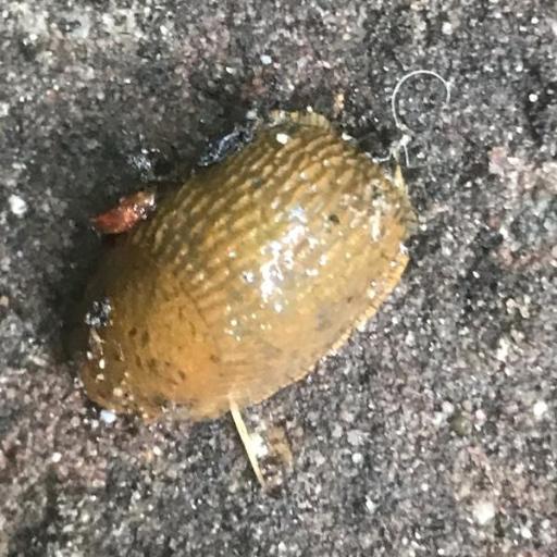 Chocolate Arion (Arion Rufus) Insect Identification Guide, Habitat & Facts