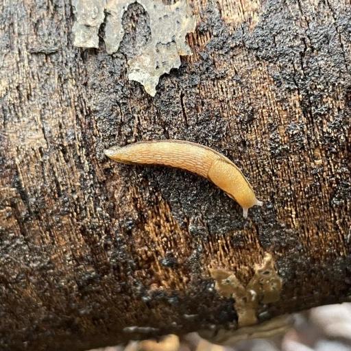 Western Dusky Slug (Arion Subfuscus) Insect Identification Guide ...
