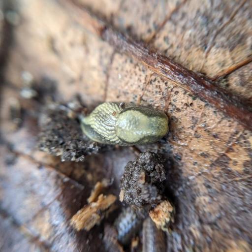 Spanish Slug (Arion Vulgaris) Insect Identification Guide, Habitat & Facts