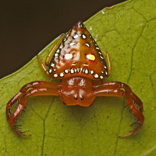 Common Triangular Spider (Arkys Lancearius) Insect Identification Guide ...
