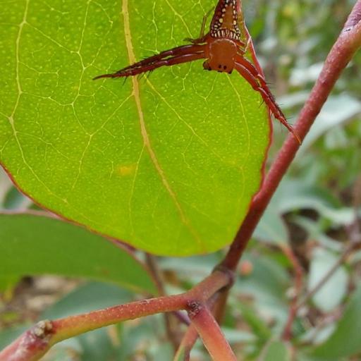 Walckenaer's Studded Triangular Spider (Arkys Walckenaeri) Insect ...