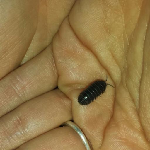 Common Pill Woodlouse (Armadillidium Vulgare) Insect Identification Guide, Habitat & Facts