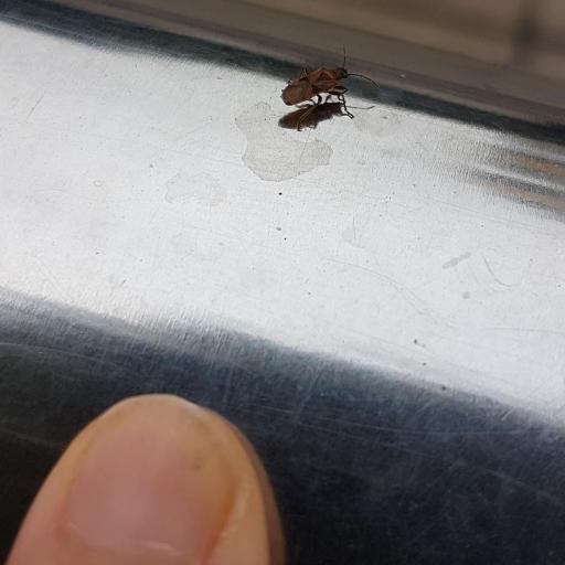 Arocatus Roeselii Insect Identification Guide, Habitat & Facts