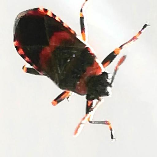 Arocatus Insect Identification Guide, Habitat & Facts