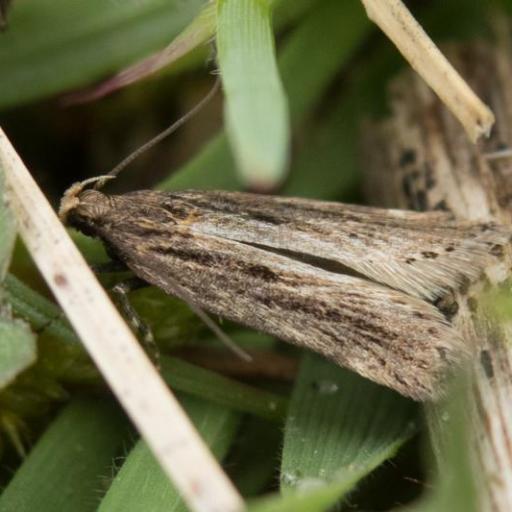 Dusky Groundling (Aroga Velocella) Insect Identification Guide, Habitat ...