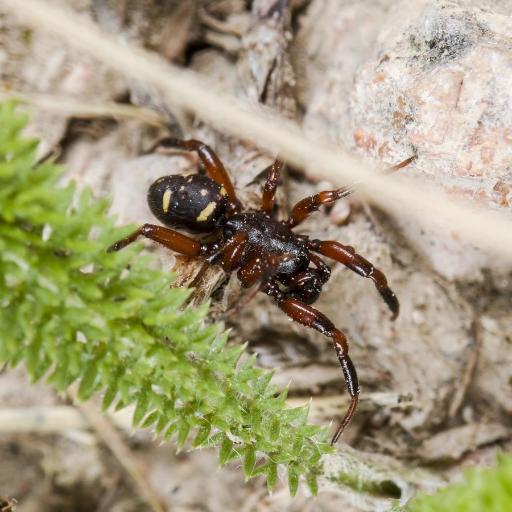 Whip Spiders (Ariamnes) Insect Identification Guide, Habitat & Facts