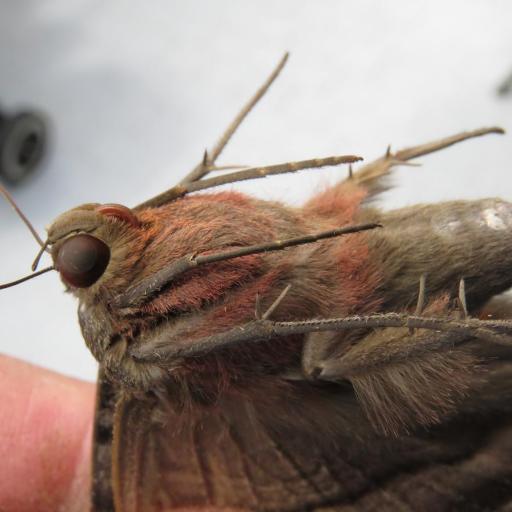 Black Witch (Ascalapha Odorata) Insect Identification Guide, Habitat ...