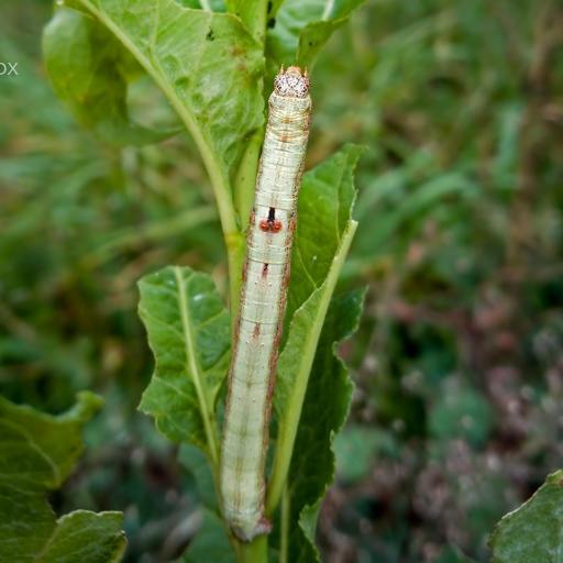 Citrus Looper (Ascotis Selenaria) Insect Identification Guide, Habitat ...