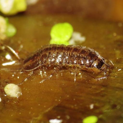 Water Hoglouse (Asellus Aquaticus) Insect Identification Guide, Habitat ...