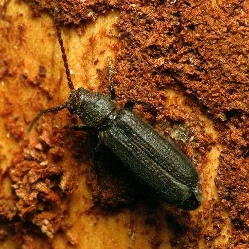 Black Spruce Borer (Asemum Striatum) Insect Identification Guide ...