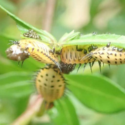 Aspidimorpha Insect Identification Guide, Habitat & Facts