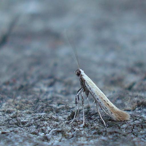 Ribwort Slender (Aspilapteryx Tringipennella) Insect Identification ...