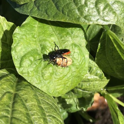 Astata Insect Identification Guide, Habitat & Facts