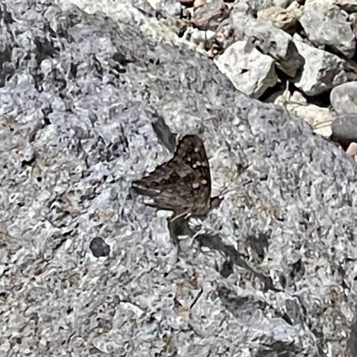 Empress Leilia (Asterocampa Leilia) Insect Identification Guide ...