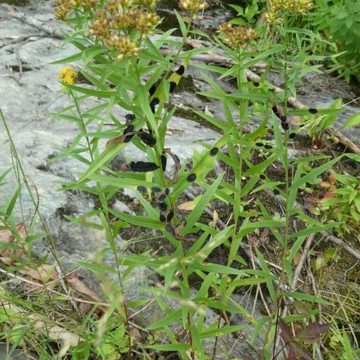Saint Andrew's Cross Spider (Argiope Keyserlingi) Insect Identification ...